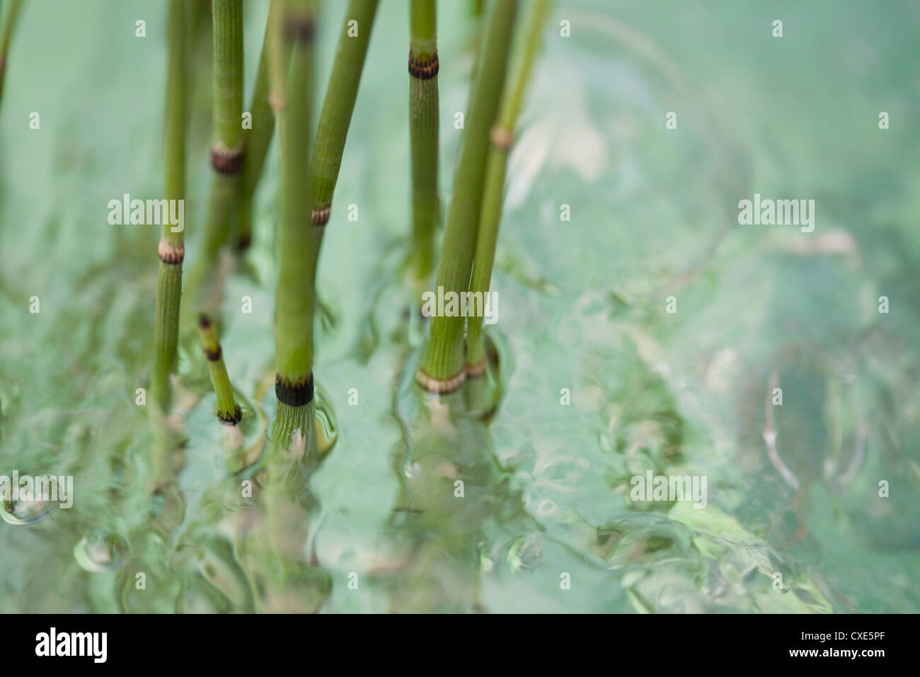 Horsetail rush (Equisetum hyemale) submerged in water Stock Photo - Alamy