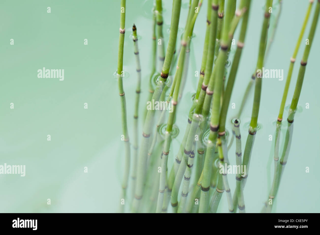 Horsetail rush (Equisetum hyemale) submerged in water Stock Photo - Alamy