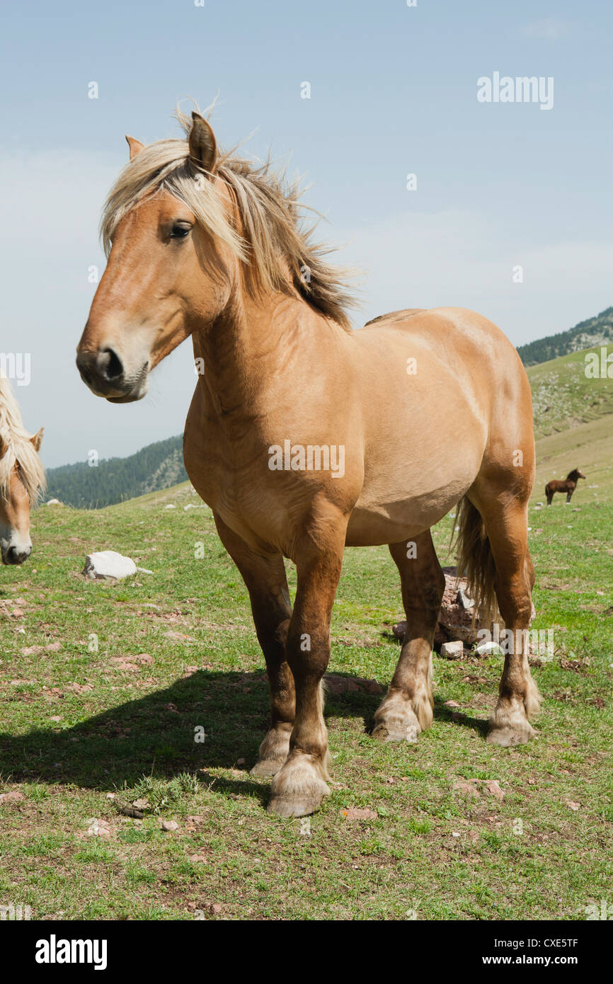 Horses in field Stock Photo - Alamy