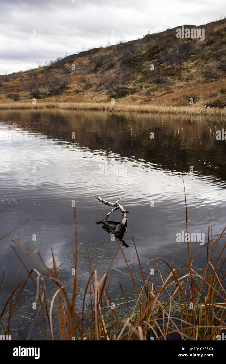 branch in mountain pond Stock Photo - Alamy