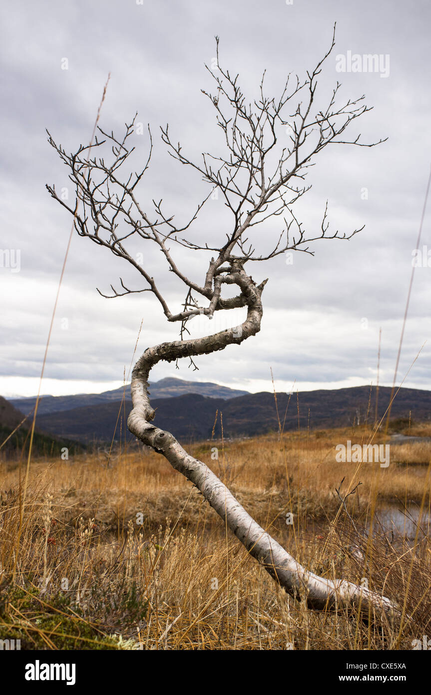 Bich Tree High Resolution Stock Photography and Images - Alamy