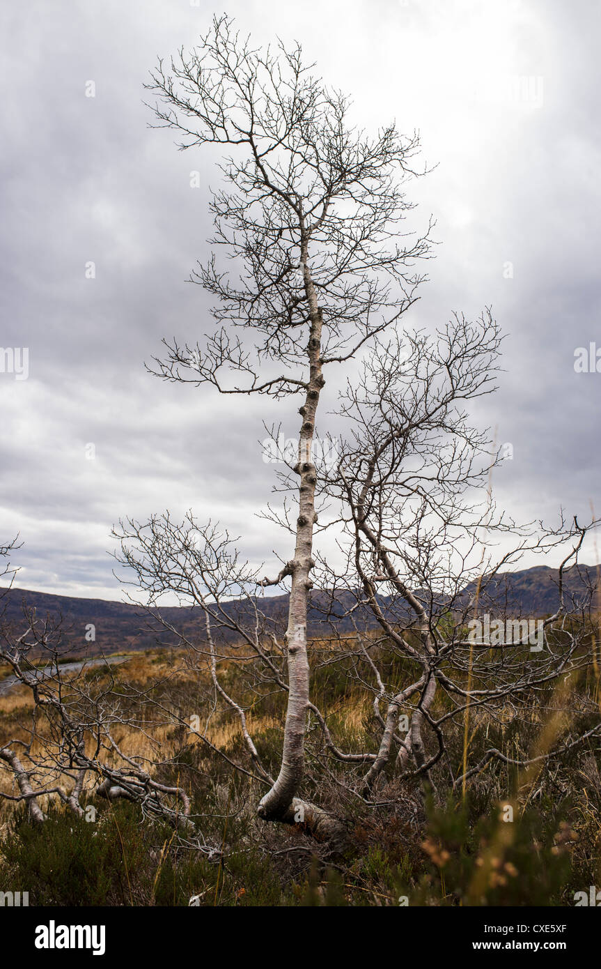 Bich Tree High Resolution Stock Photography and Images - Alamy