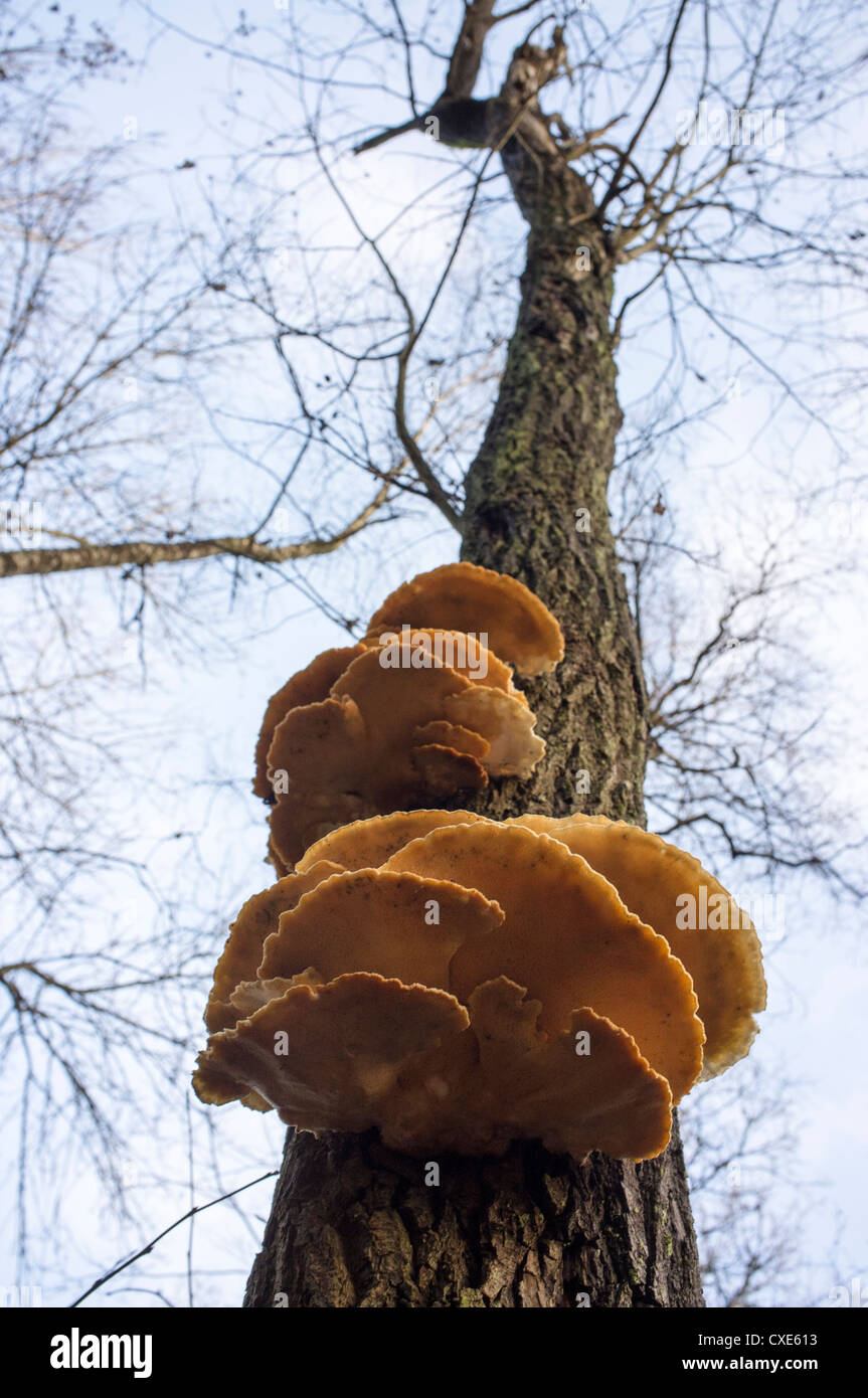 fungus on tree Stock Photo - Alamy