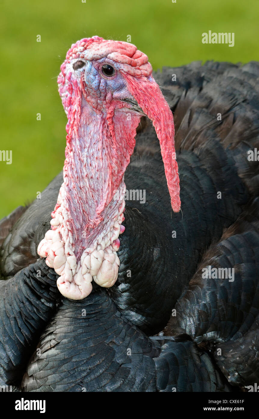 Male turkey with snood hi-res stock photography and images - Alamy