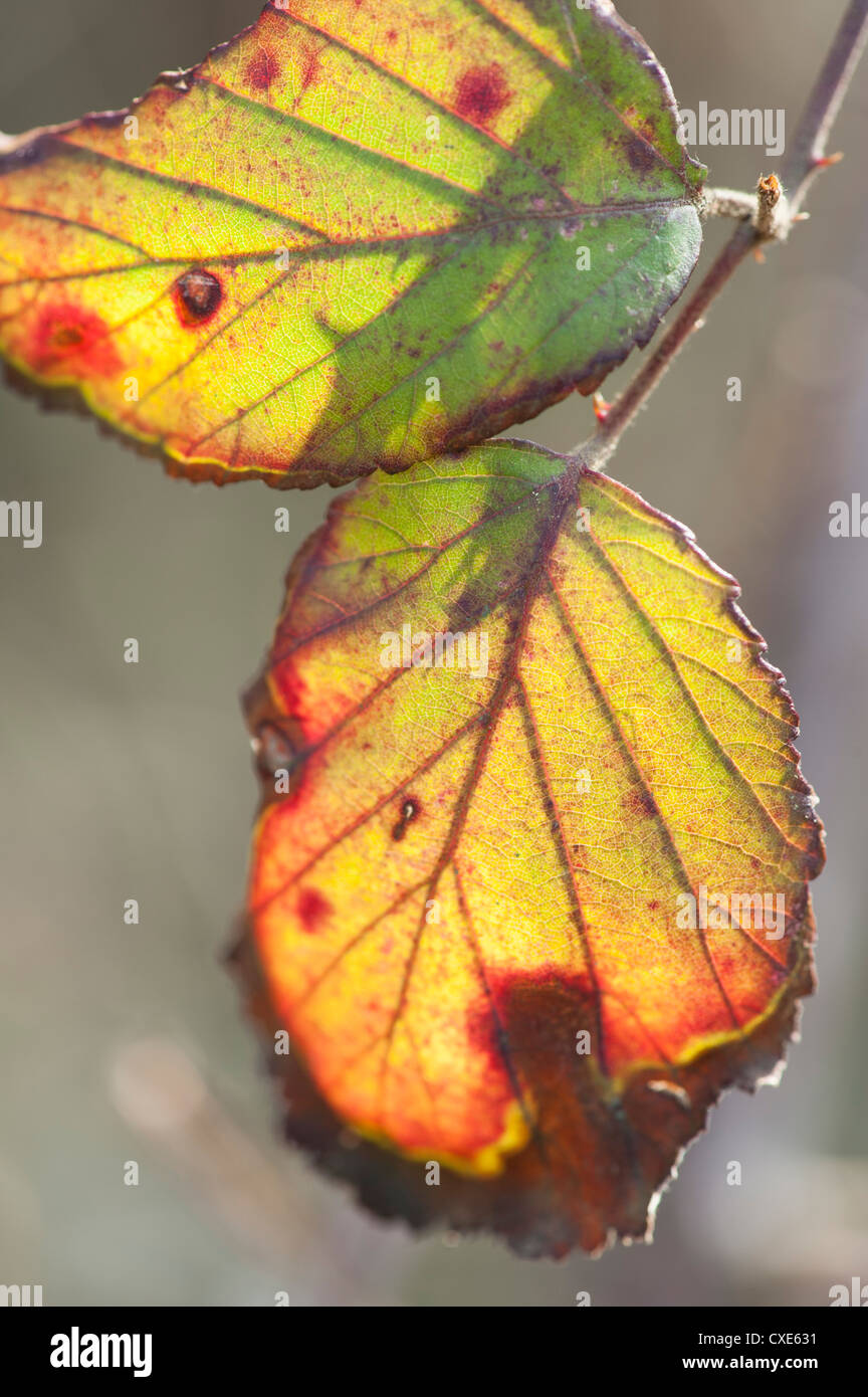 Autumn leaves, close-up Stock Photo - Alamy
