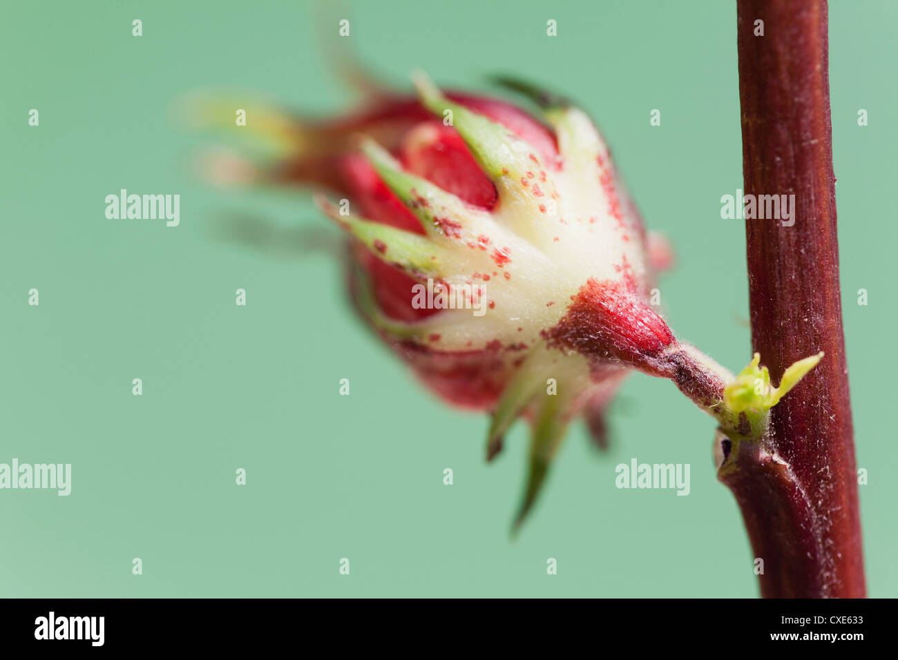 Sepal High Resolution Stock Photography and Images - Alamy