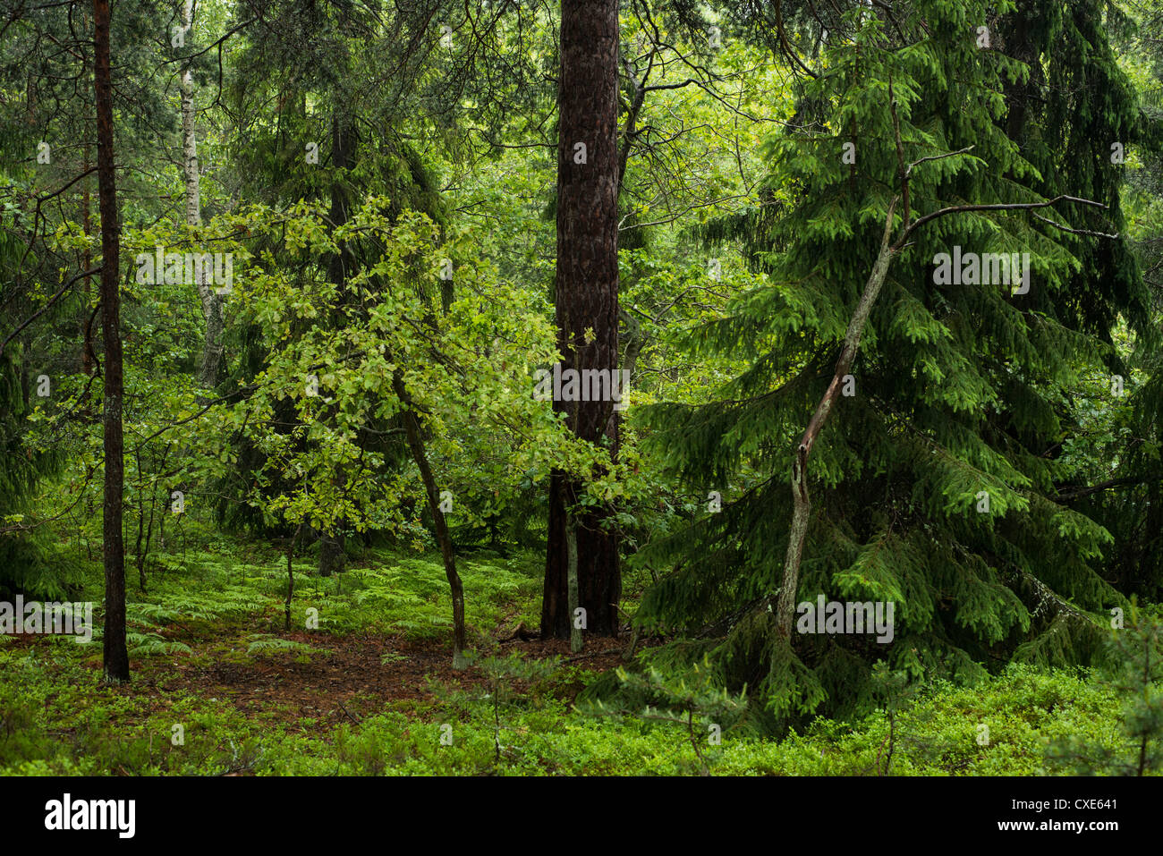 Trees in a forest Stock Photo - Alamy