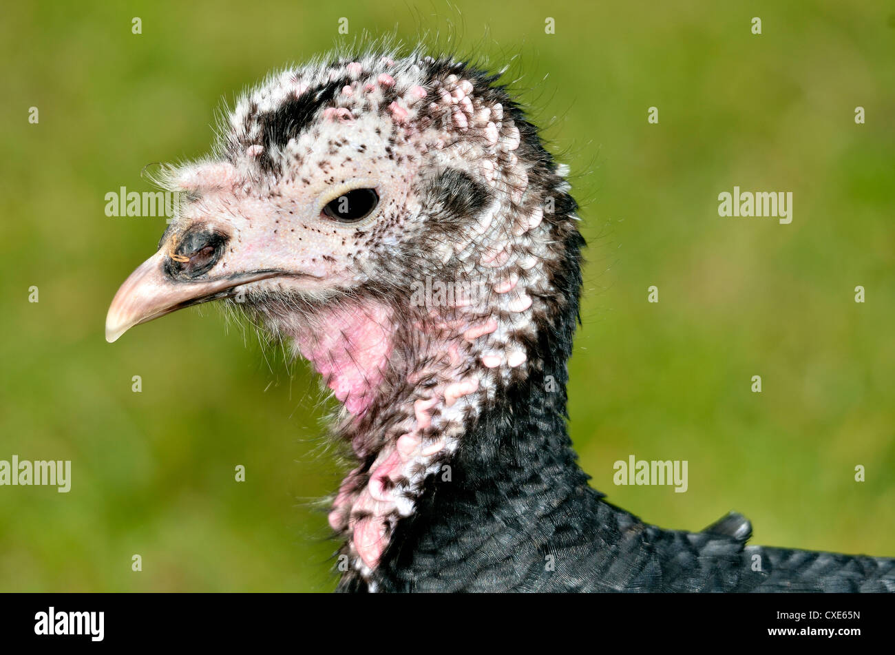 Profile portrait female turkey (Meleagris Stock Photo - Alamy