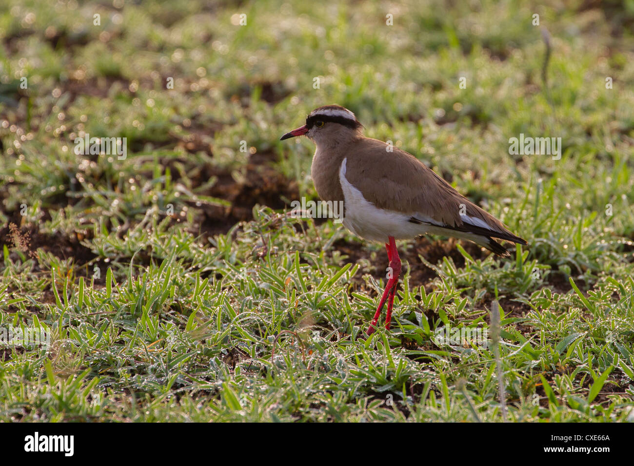 Crowned plover (crowned lapwing) (Vanellus coronatus), Queen Elizabeth ...