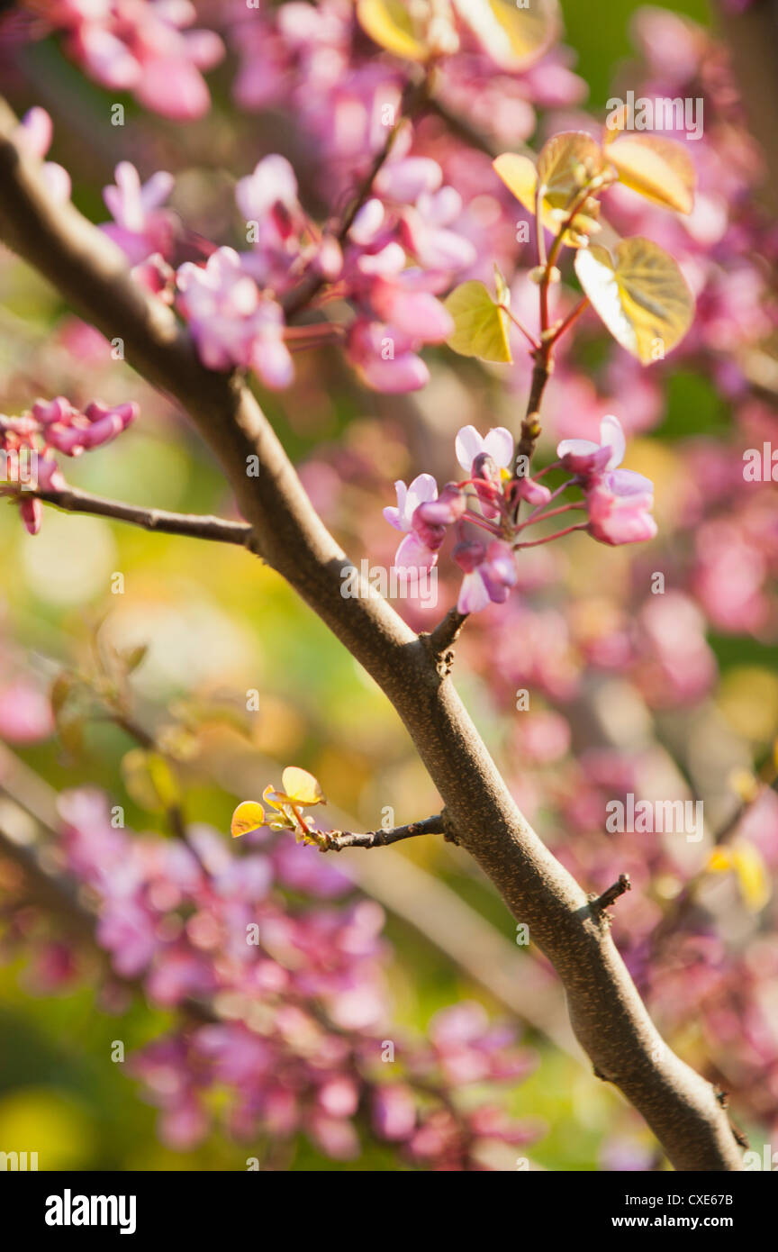 Redbud tree branches in full bloom Stock Photo - Alamy