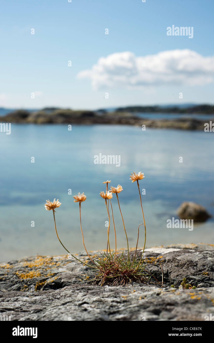 Flowers on an archipelago island Stock Photo - Alamy