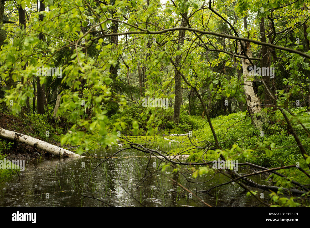 Pond in a forest on a rainy day Stock Photo - Alamy