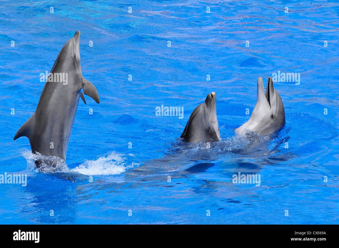 Dolphin standing on water in hi-res stock photography and images - Alamy
