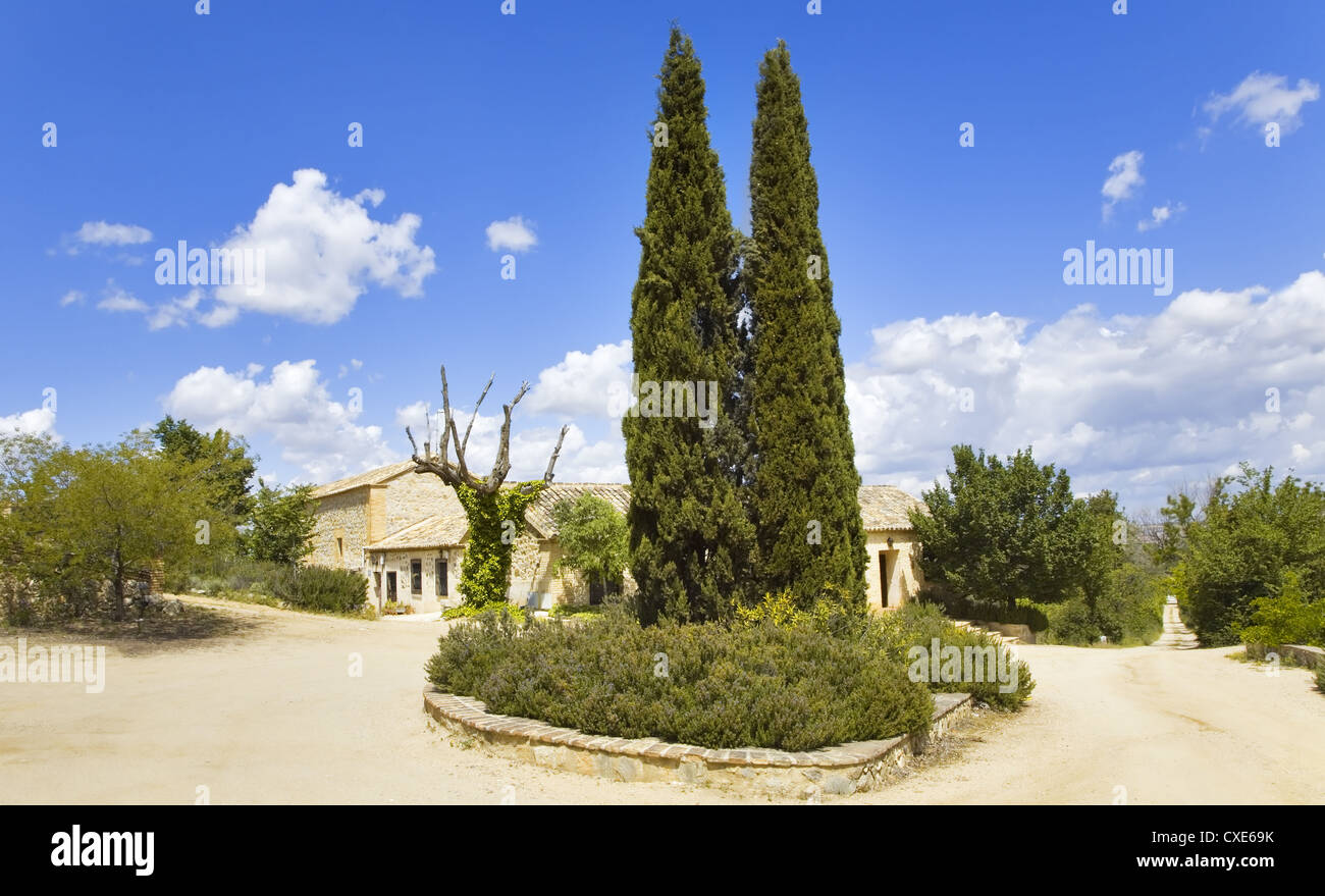 White cypresses hi-res stock photography and images - Alamy