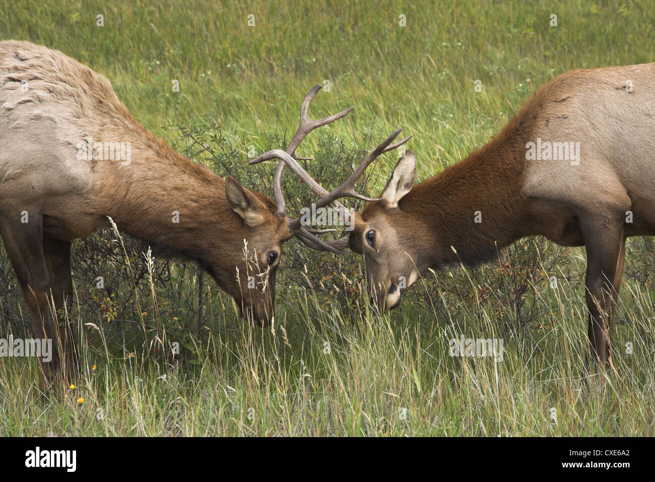 Who from two deers is stronger Stock Photo - Alamy