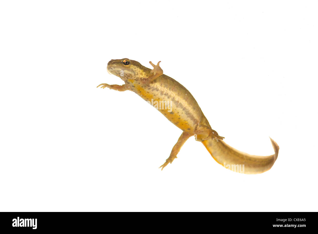 Common Newt High Resolution Stock Photography and Images - Alamy