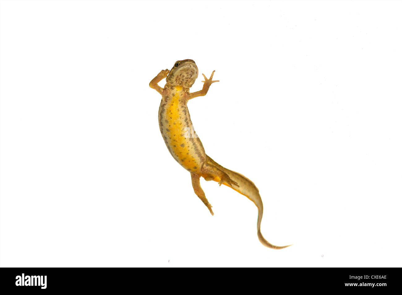 Common newt Cut Out Stock Images & Pictures - Alamy