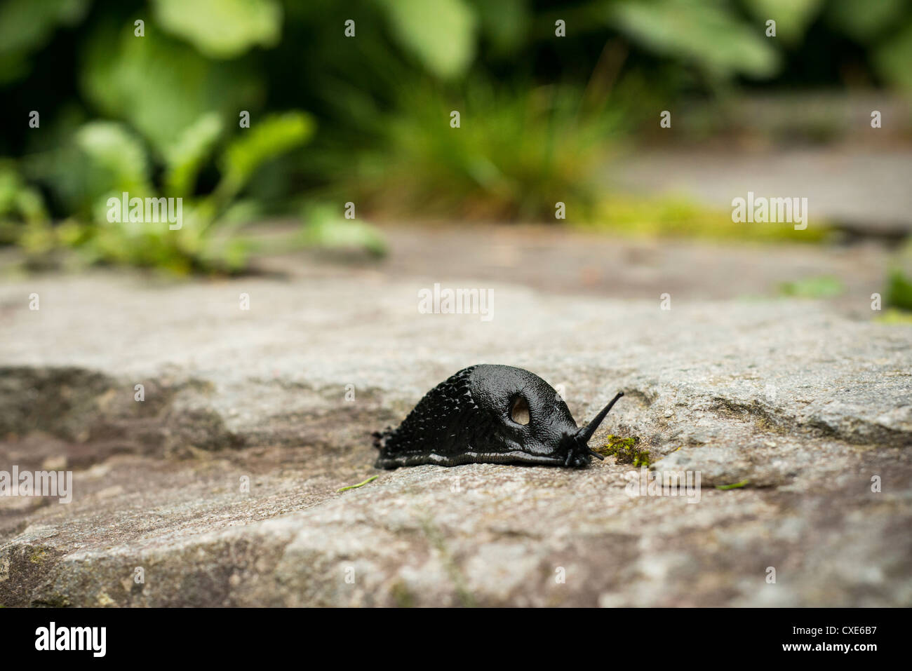 A black snail Stock Photo - Alamy