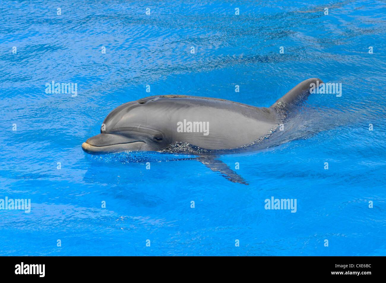 Bottlenose dolphin of profile swimming in the blue water Stock Photo ...