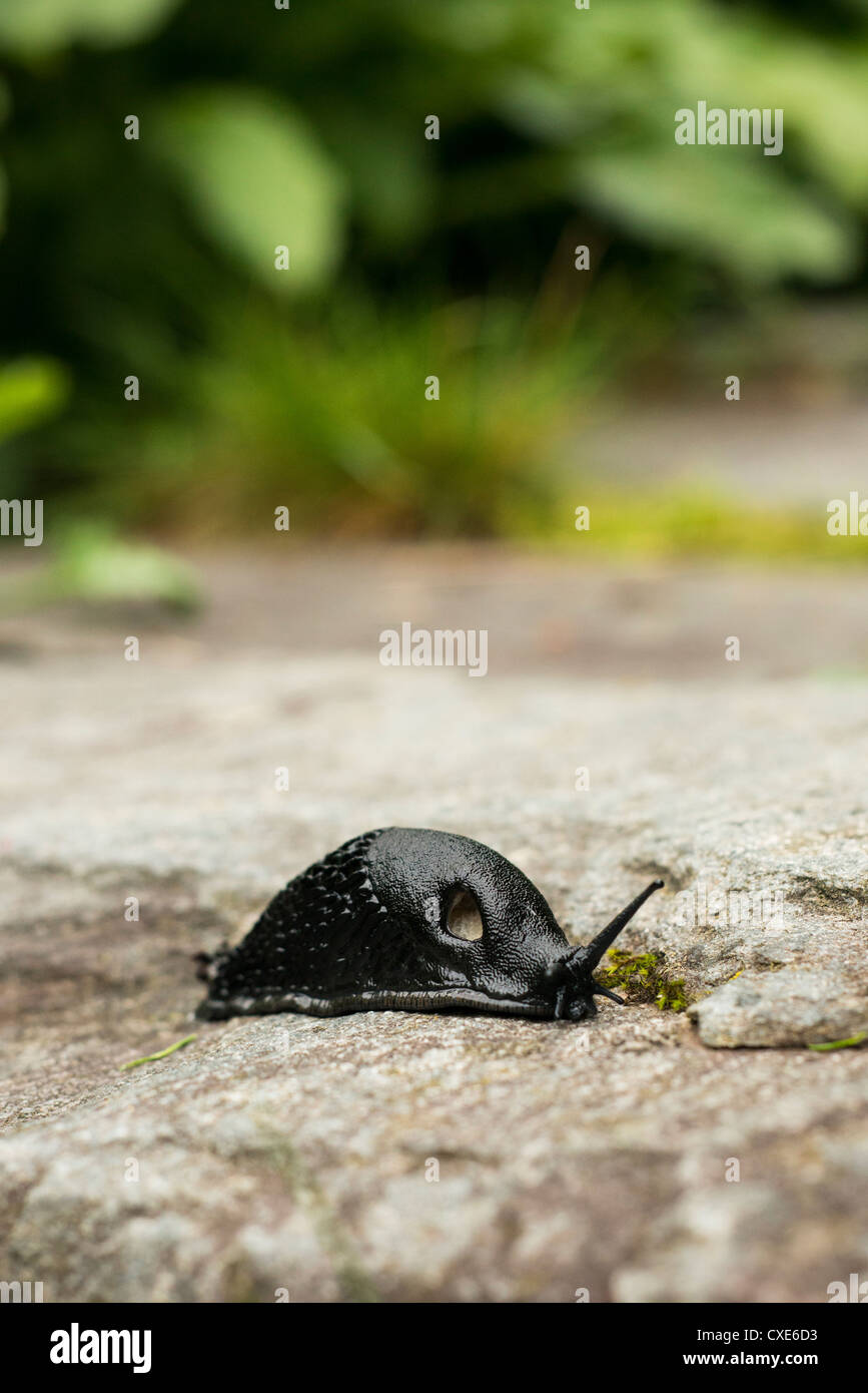 A black snail Stock Photo - Alamy