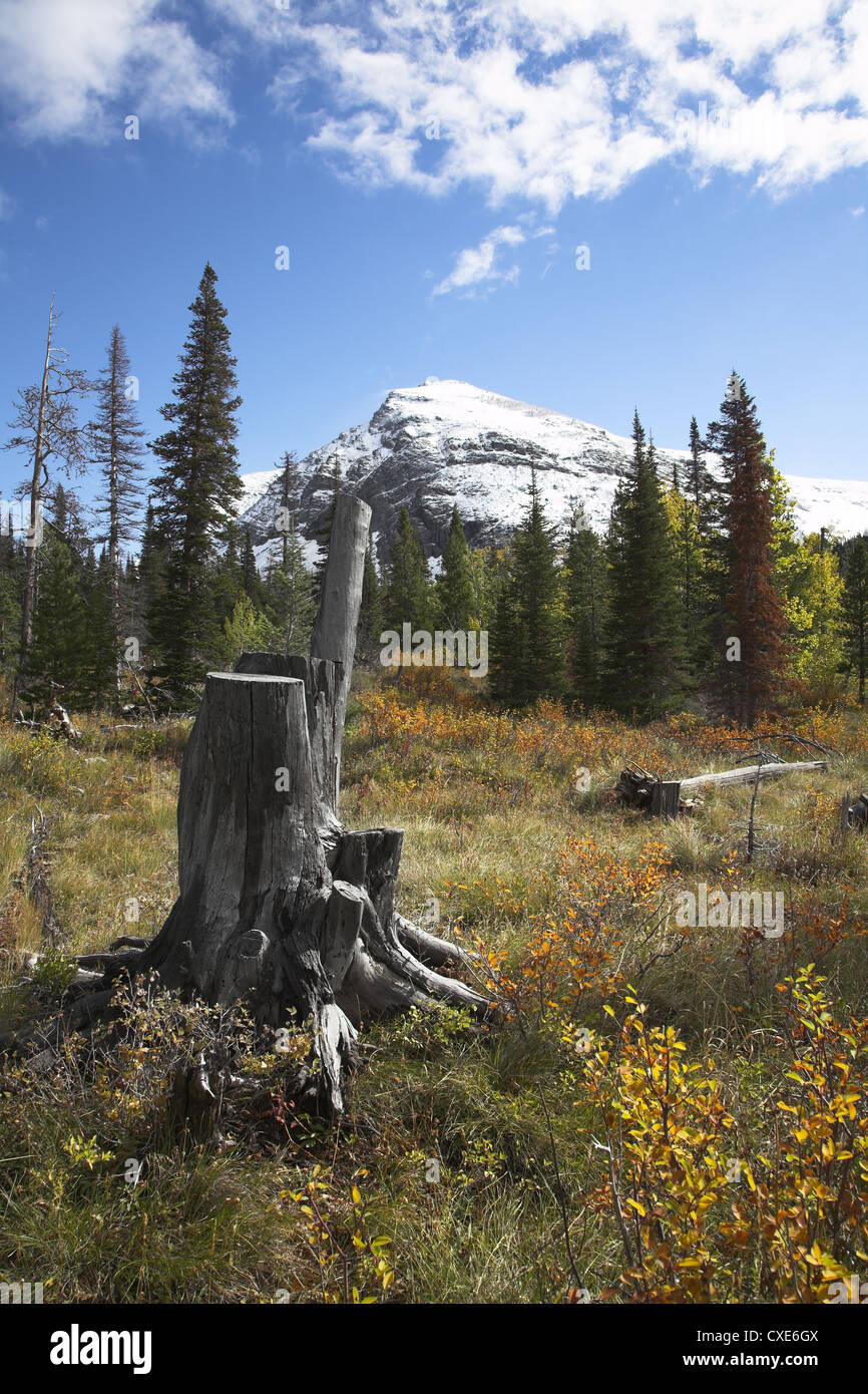 Stub image hi-res stock photography and images - Alamy