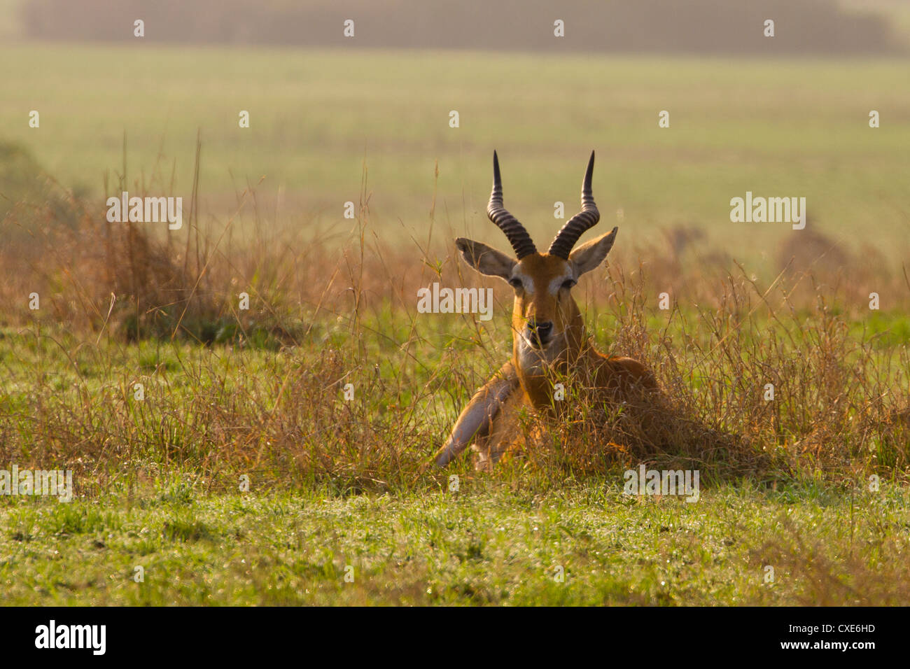 Male Uganda Kob (Kobus kob thomasi Stock Photo - Alamy