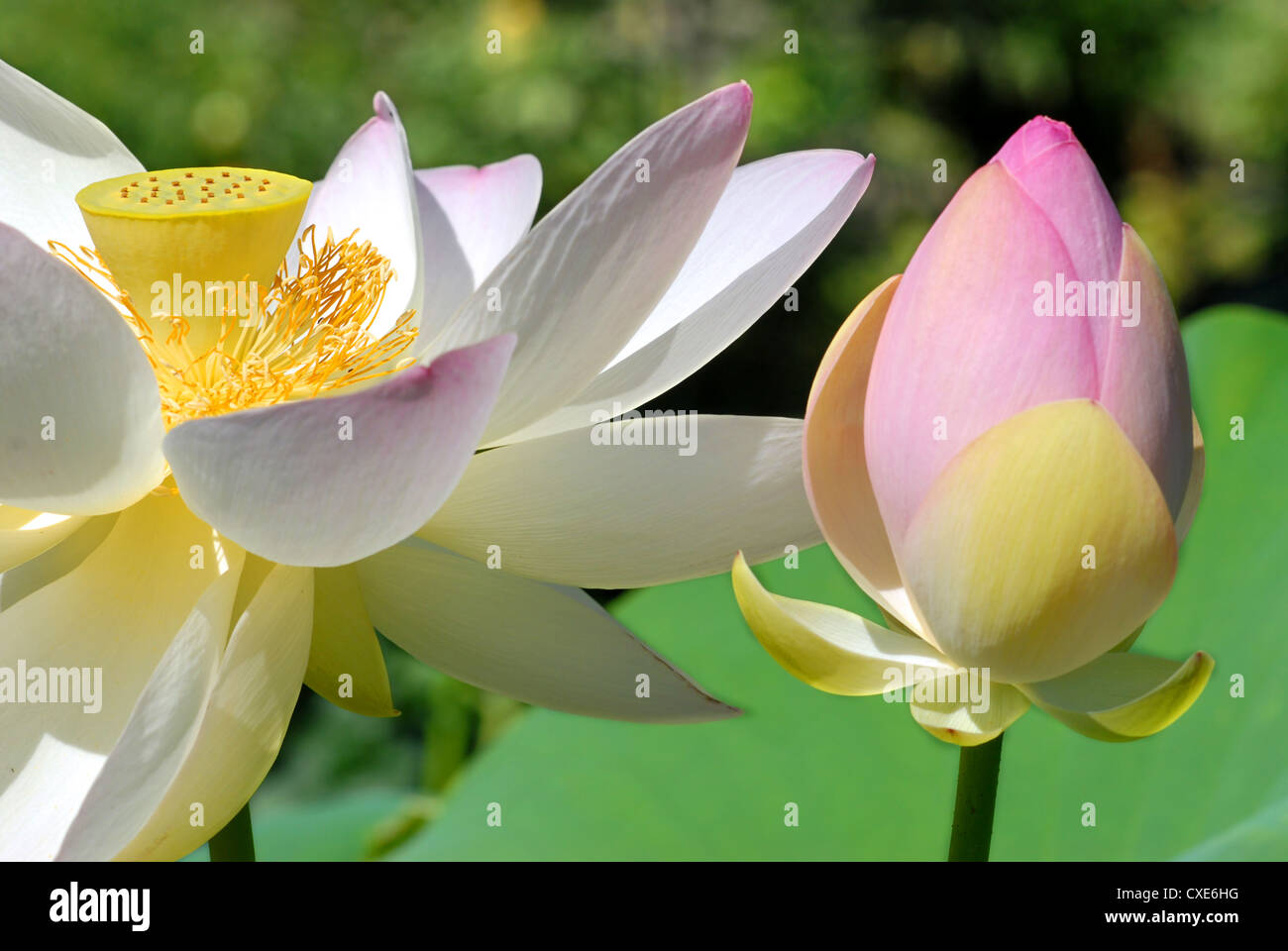 Lotus flower nelumbo nucifera hi-res stock photography and images - Alamy