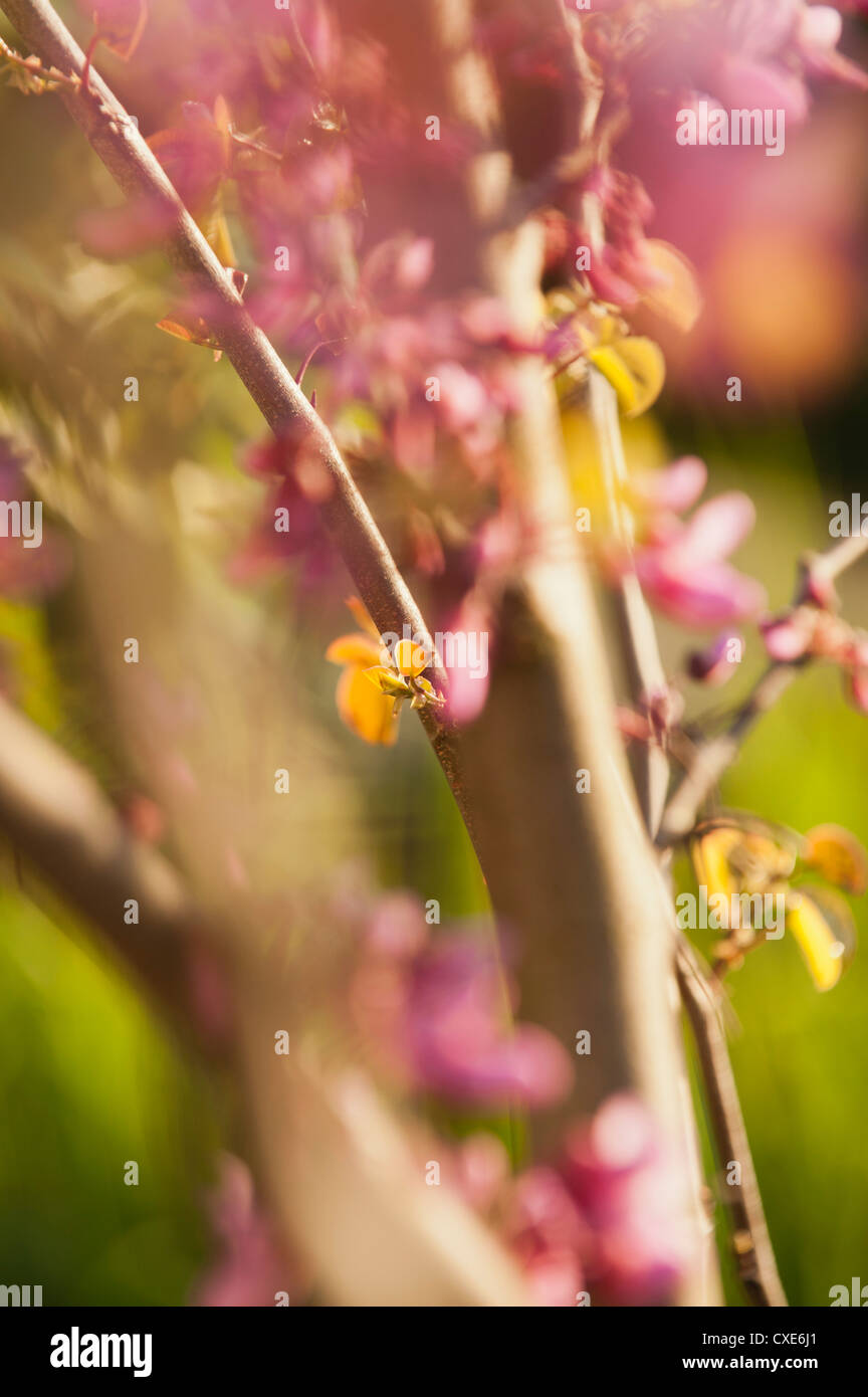 Redbud tree branch Stock Photo - Alamy