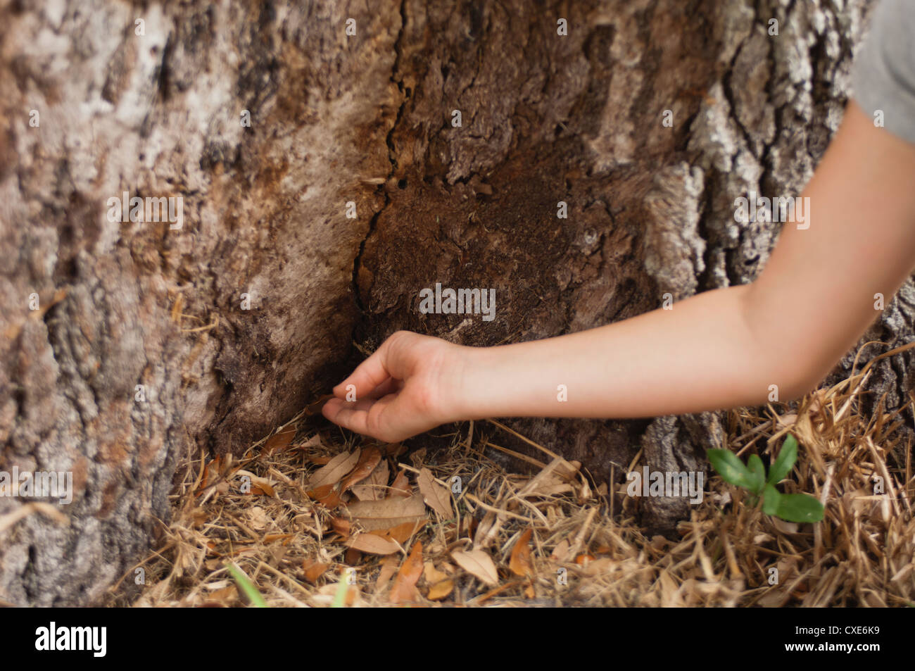 Child touching tree trunk, cropped Stock Photo - Alamy