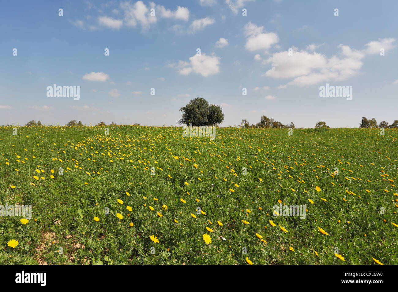 Wonderful spring day Stock Photo - Alamy