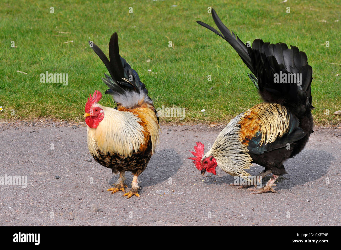 Two roosters (Gallus) view of front and profile Stock Photo - Alamy
