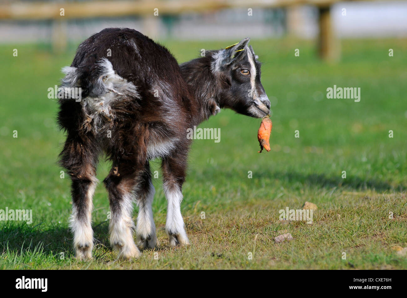 Goat eating grass not field hi-res stock photography and images - Alamy