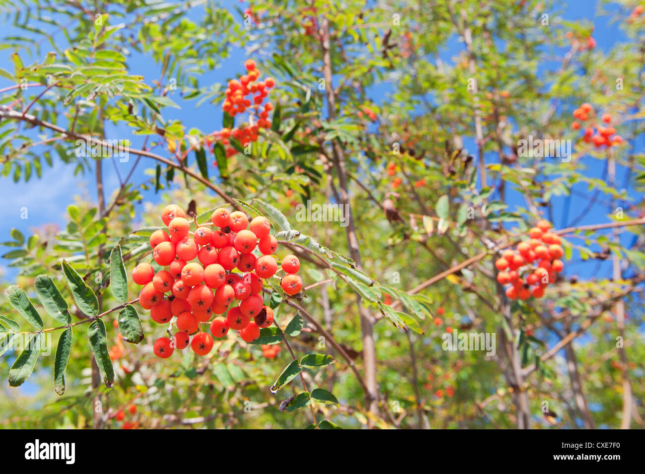 Rowanberry sorbus aucuparia fruits hi-res stock photography and images ...