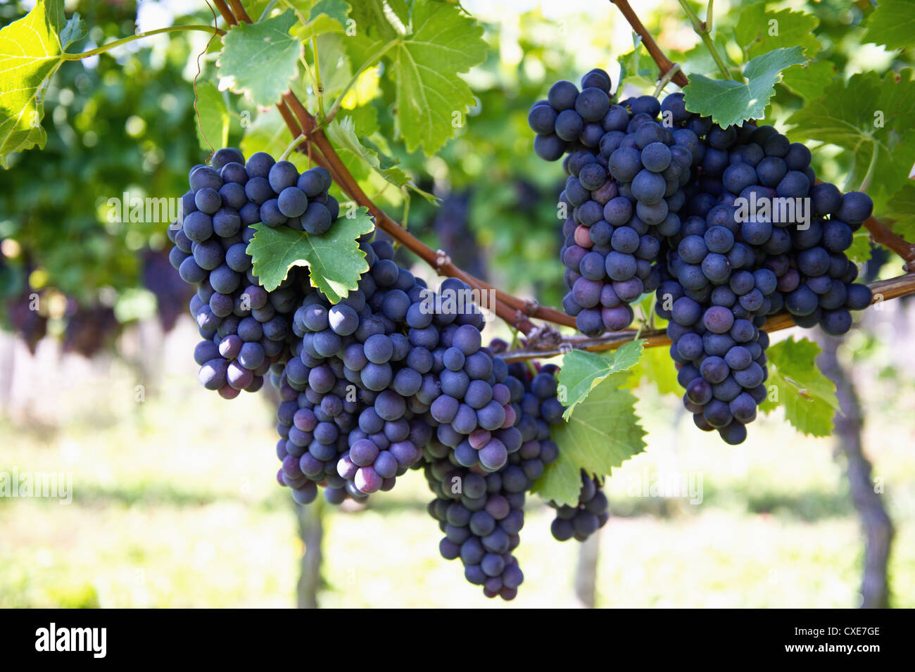 purple red grapes with green leaves on the vine. vine grape fruit ...
