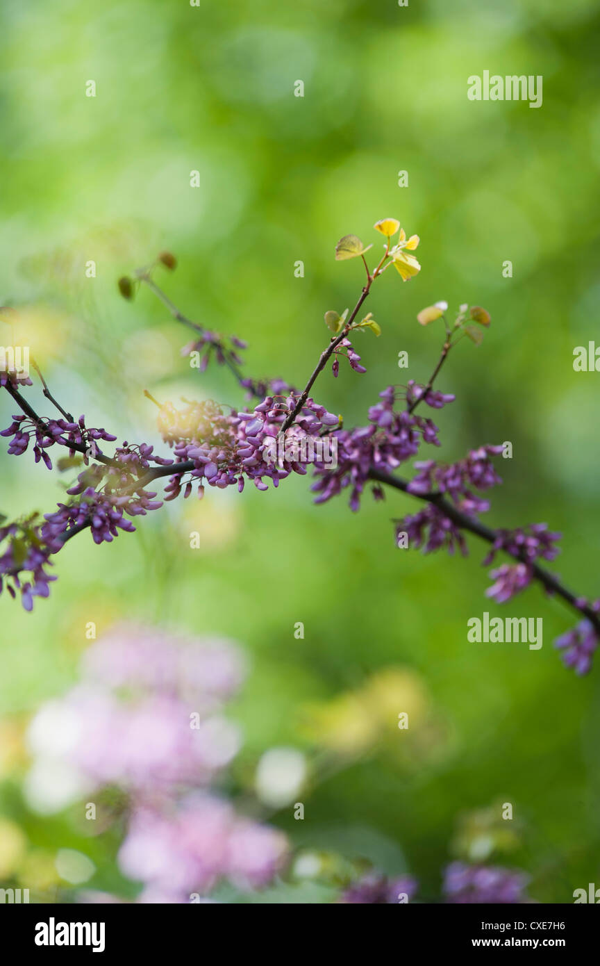 Redbud tree branch in full bloom Stock Photo - Alamy