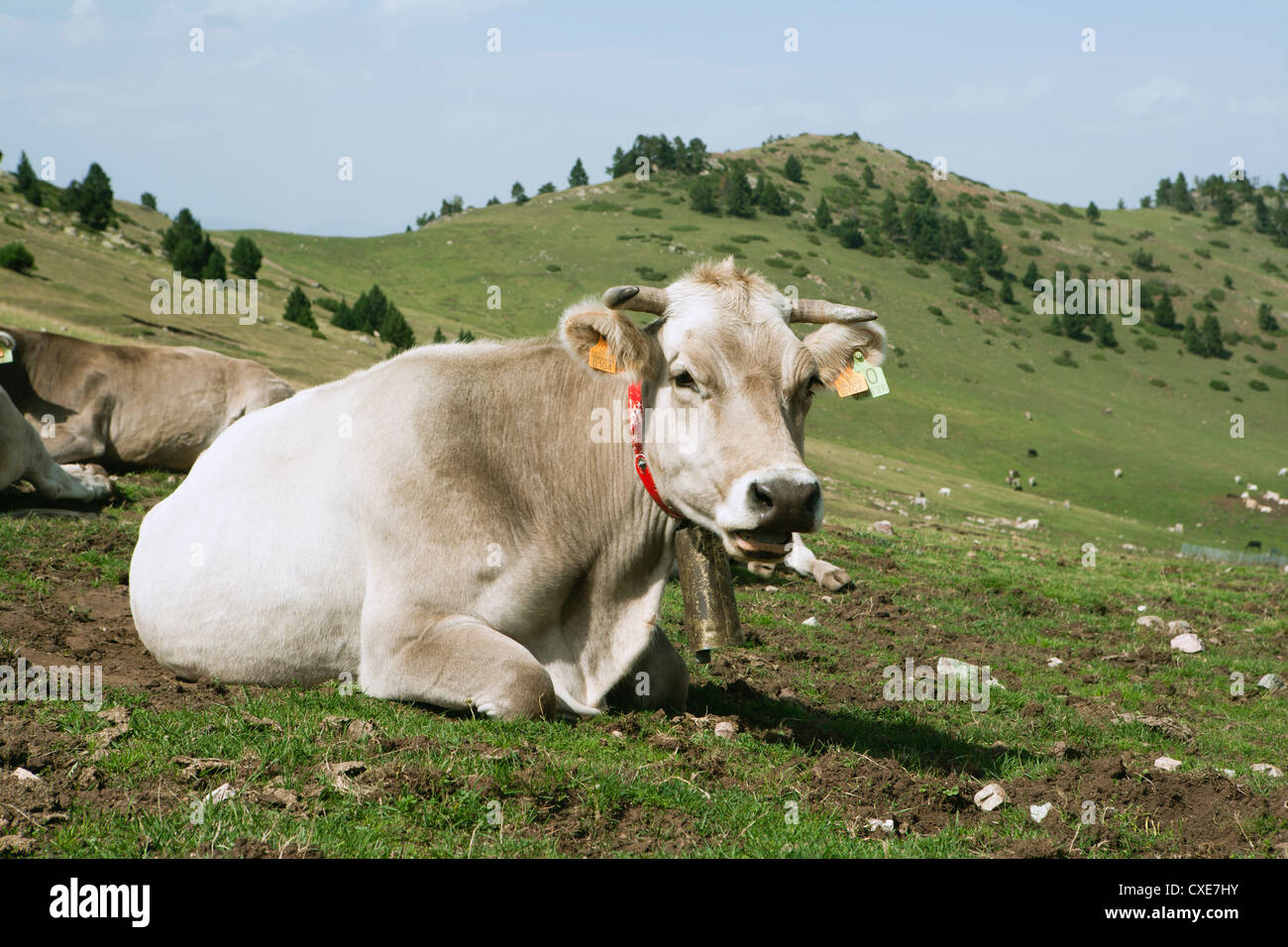 Cows lying in pasture Stock Photo - Alamy