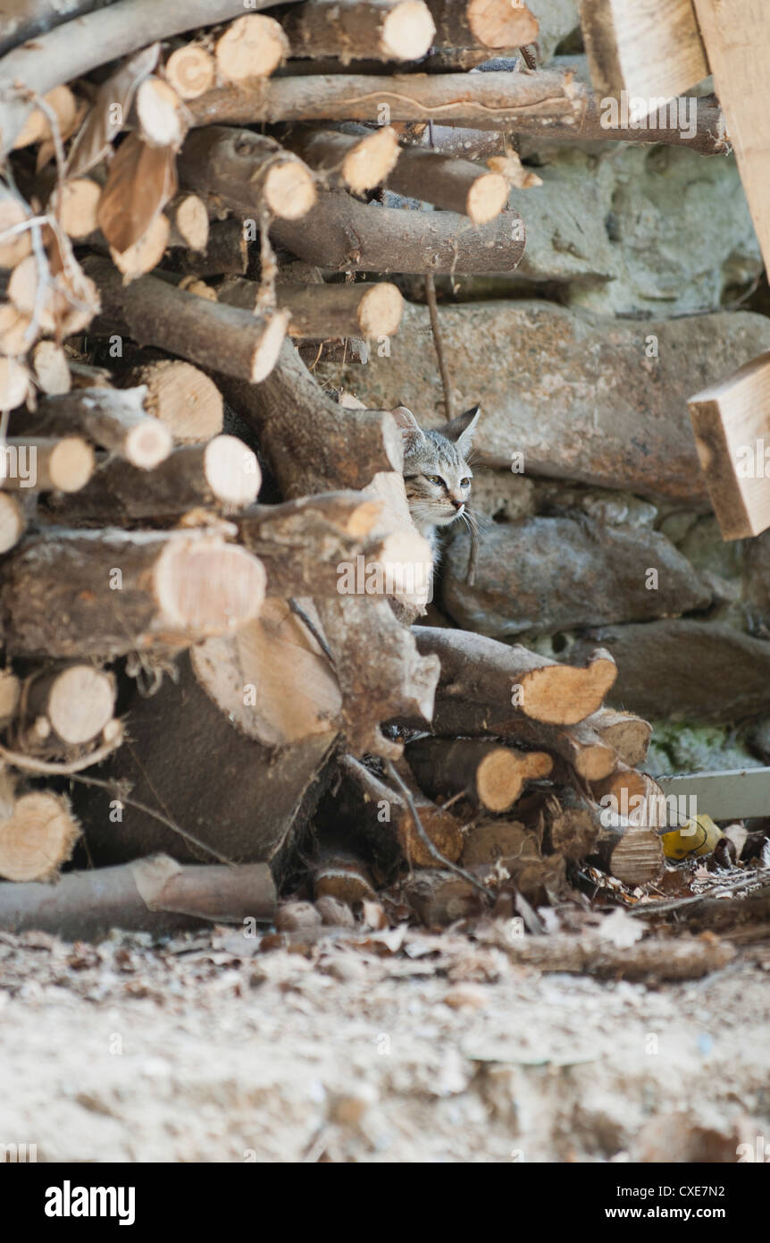 Cat hiding in wood pile Stock Photo - Alamy