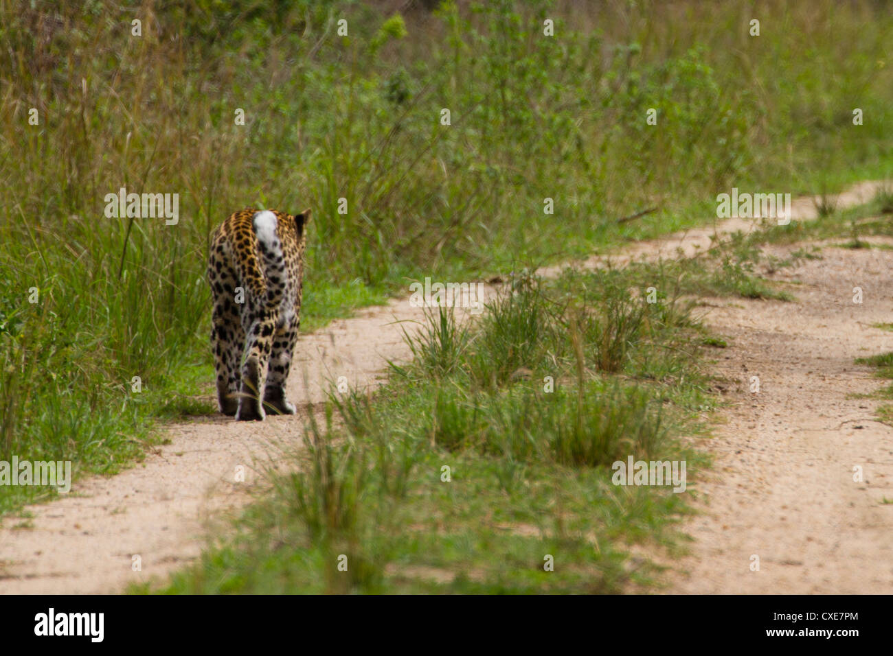 Rear view of walking female Leopard (Panthera pardus), Queen Elizabeth ...
