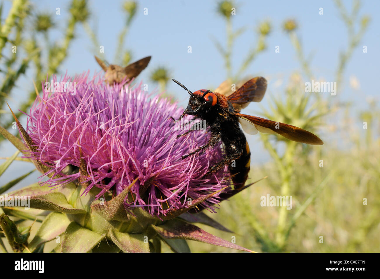 Mammoth wasp (Megascolia maculata maculata) feeding on Milk thistle ...