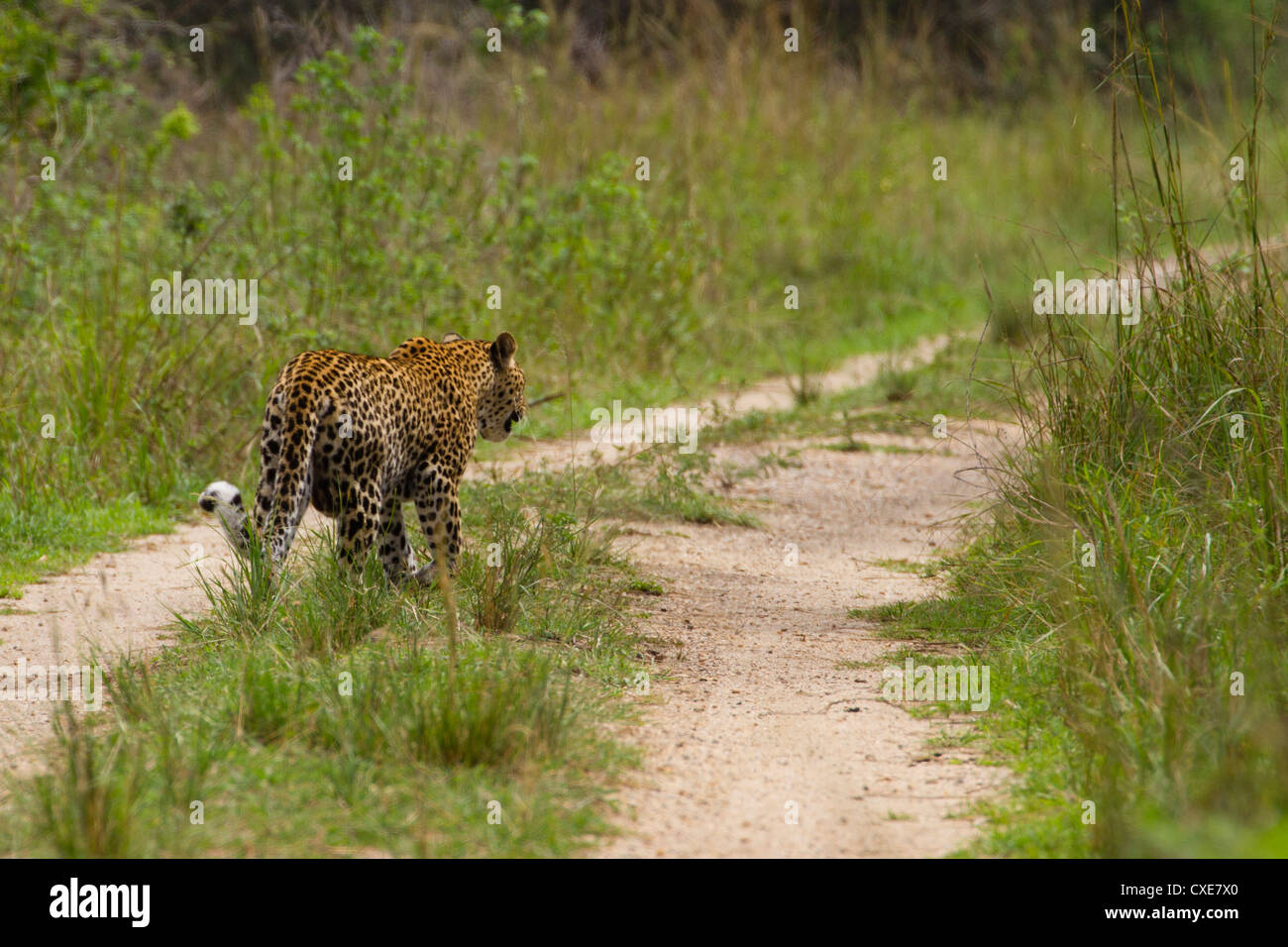 Rear view of walking female Leopard (Panthera pardus), Queen Elizabeth ...