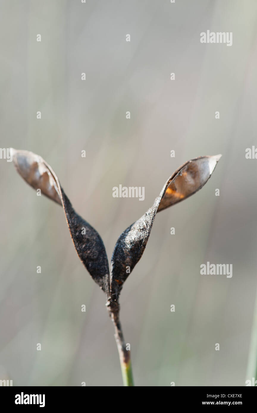 Dried leaves on plant Stock Photo - Alamy