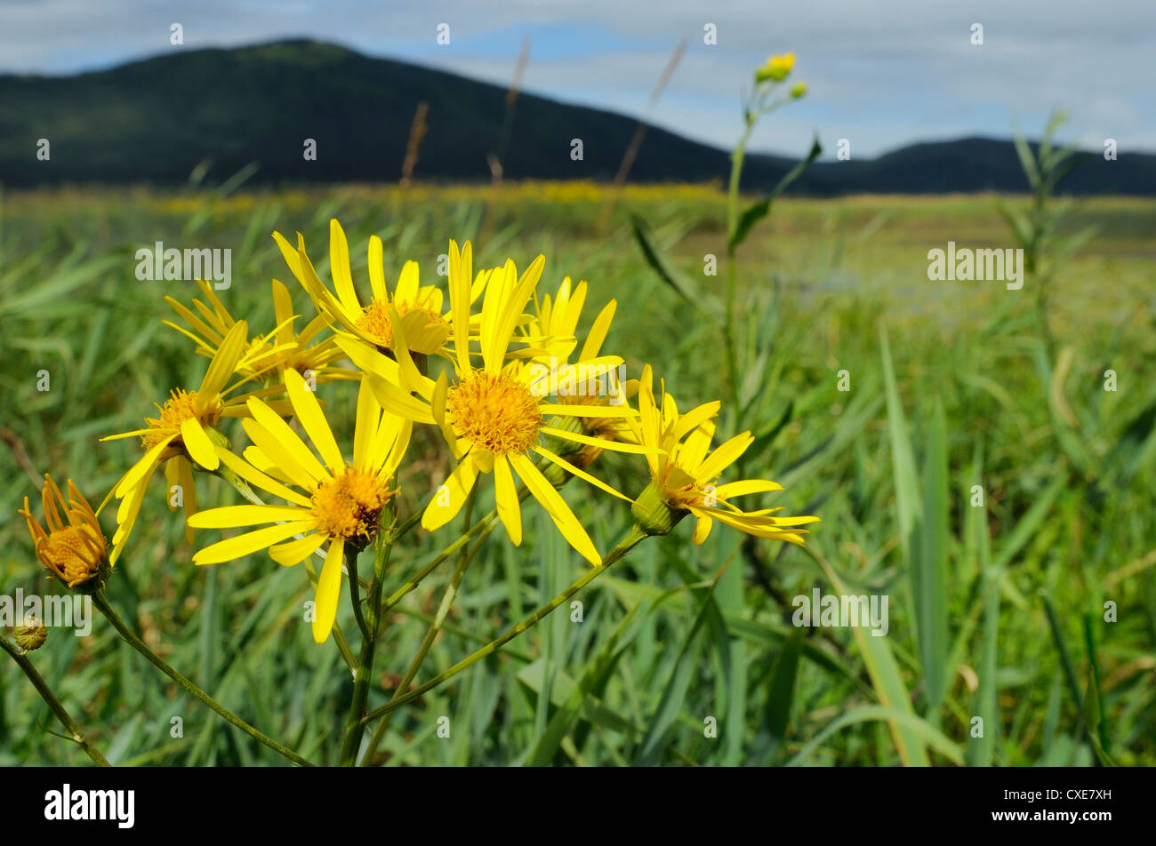 Fen Ragwort flowering in marshland left by shrinking waters of Lake ...
