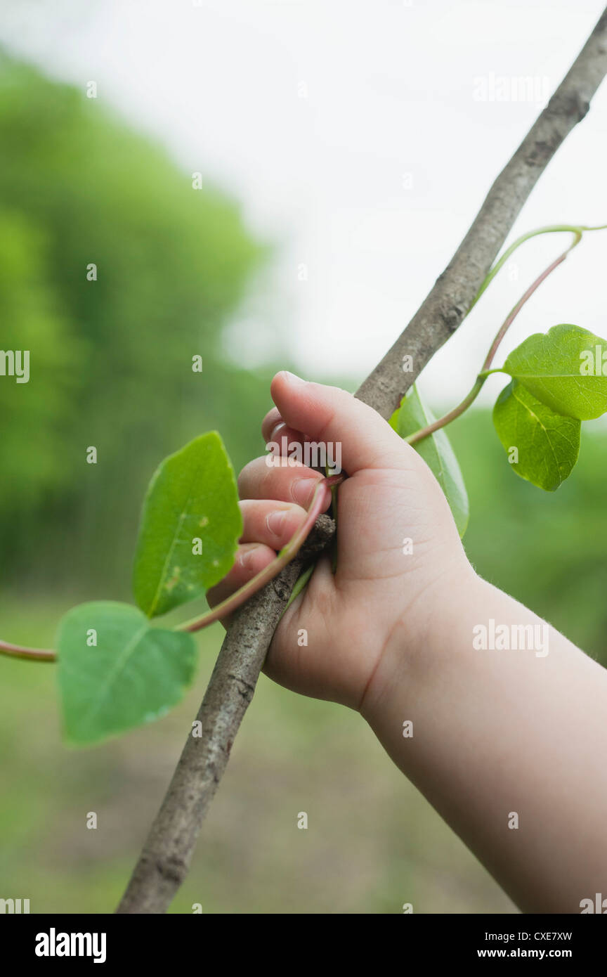Toddler's hand holding branch Stock Photo - Alamy
