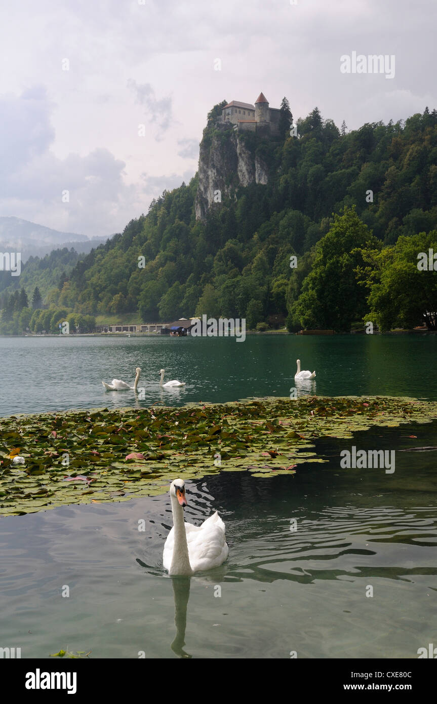 Mute swans (Cygnus olor) and Mallard ducks (Anas platyrhynchos), Lake ...