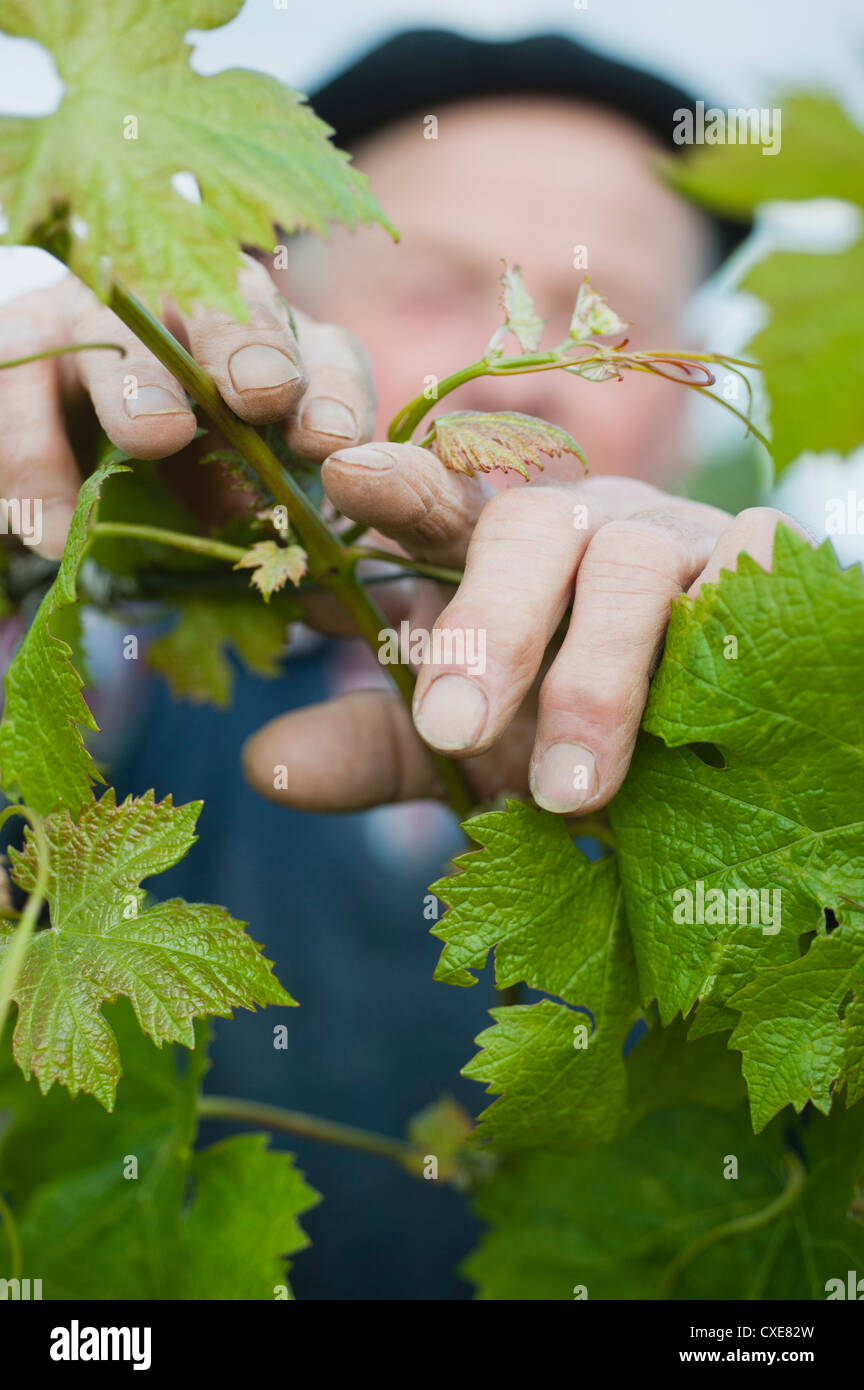 Tending vines hi-res stock photography and images - Alamy