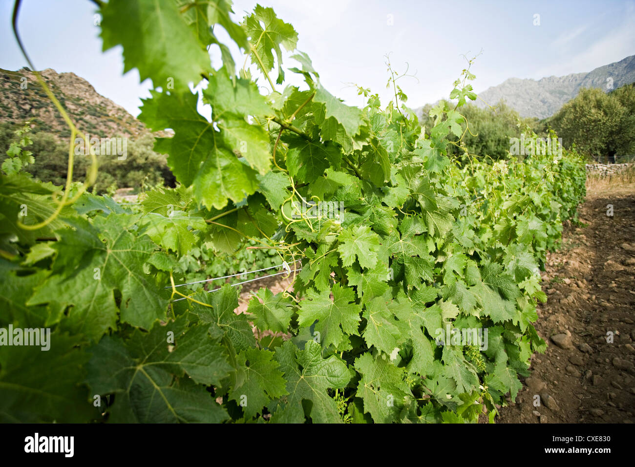 Grapevines growing in vineyard Stock Photo - Alamy