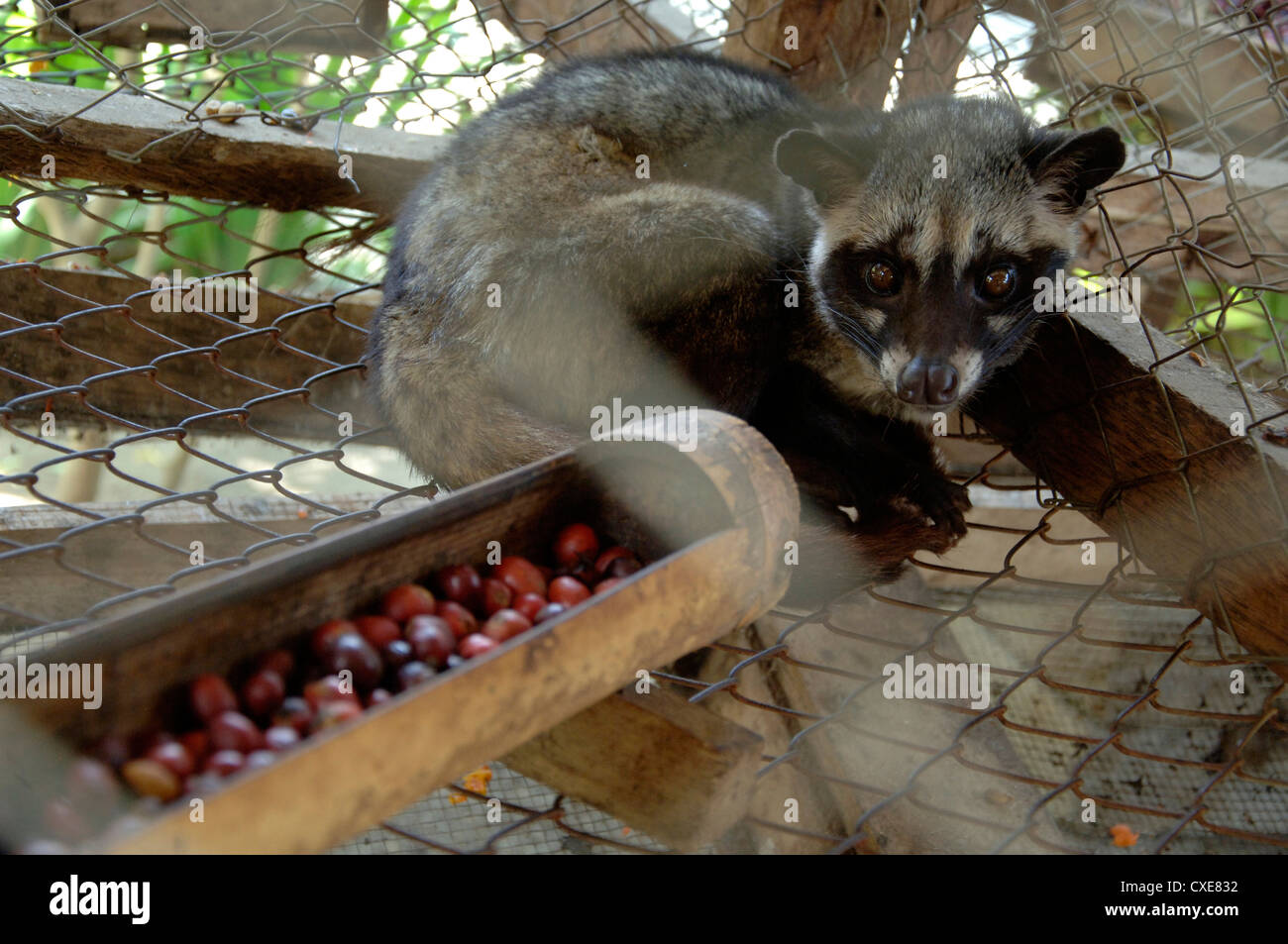 Which looks like cross between cat ferret hi-res stock photography and ...