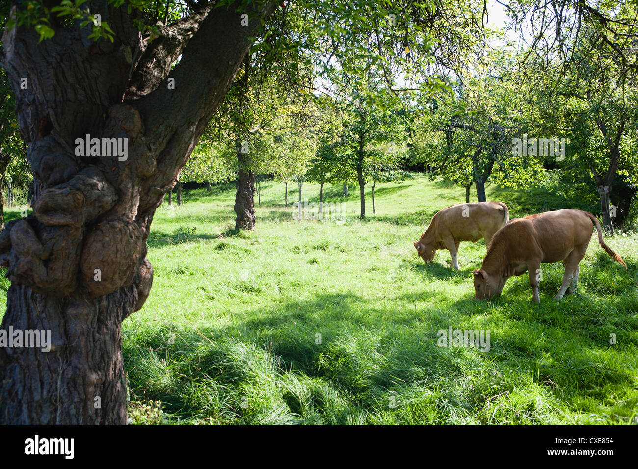 Cows grazing in field Stock Photo - Alamy