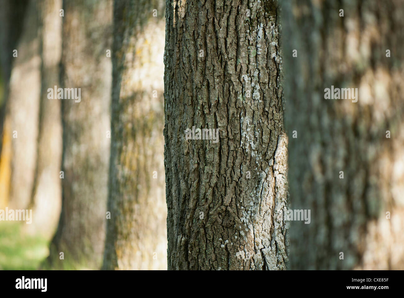 Row of tree trunks Stock Photo - Alamy