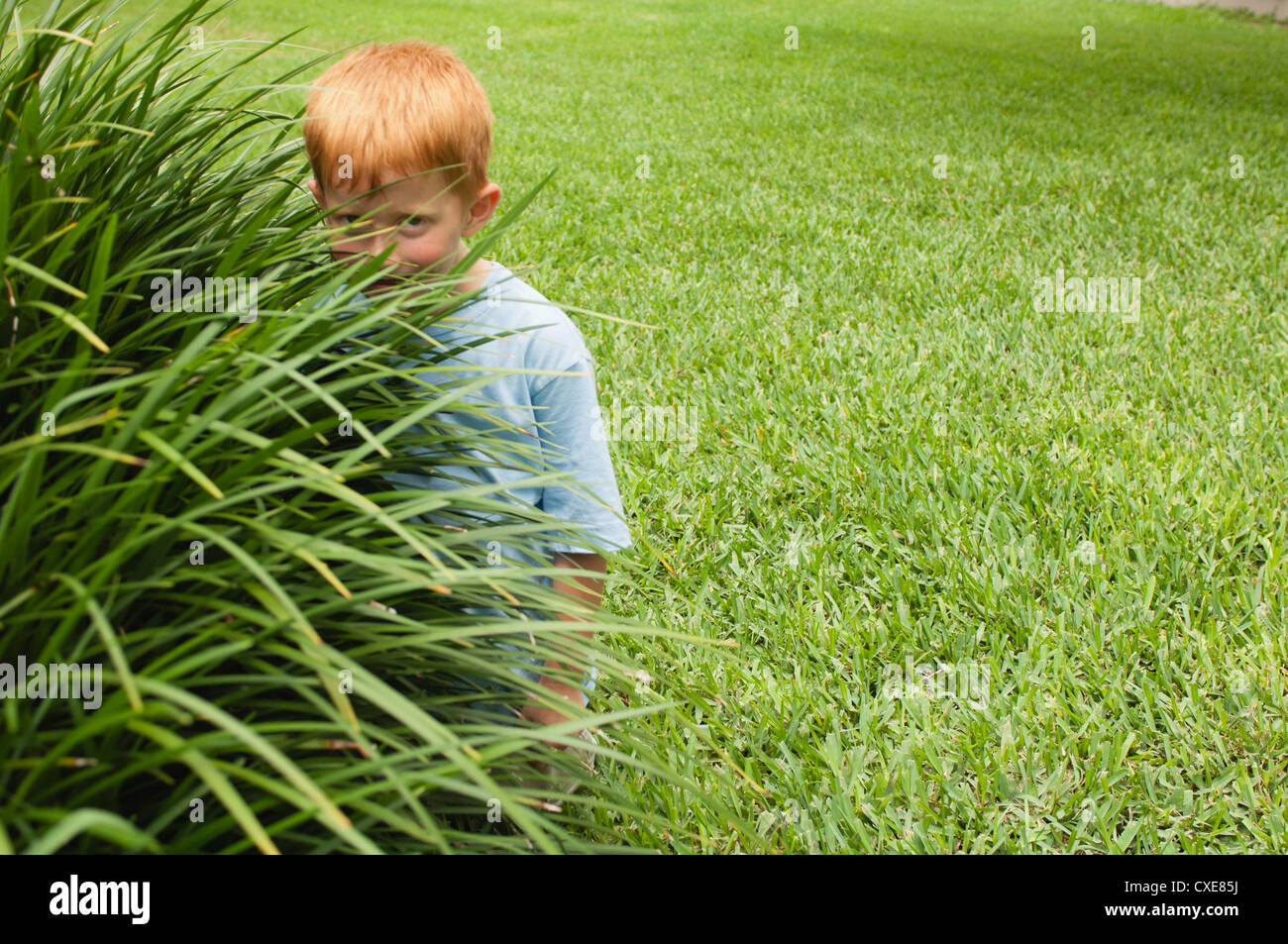 Boy hiding behind tall grass Stock Photo - Alamy